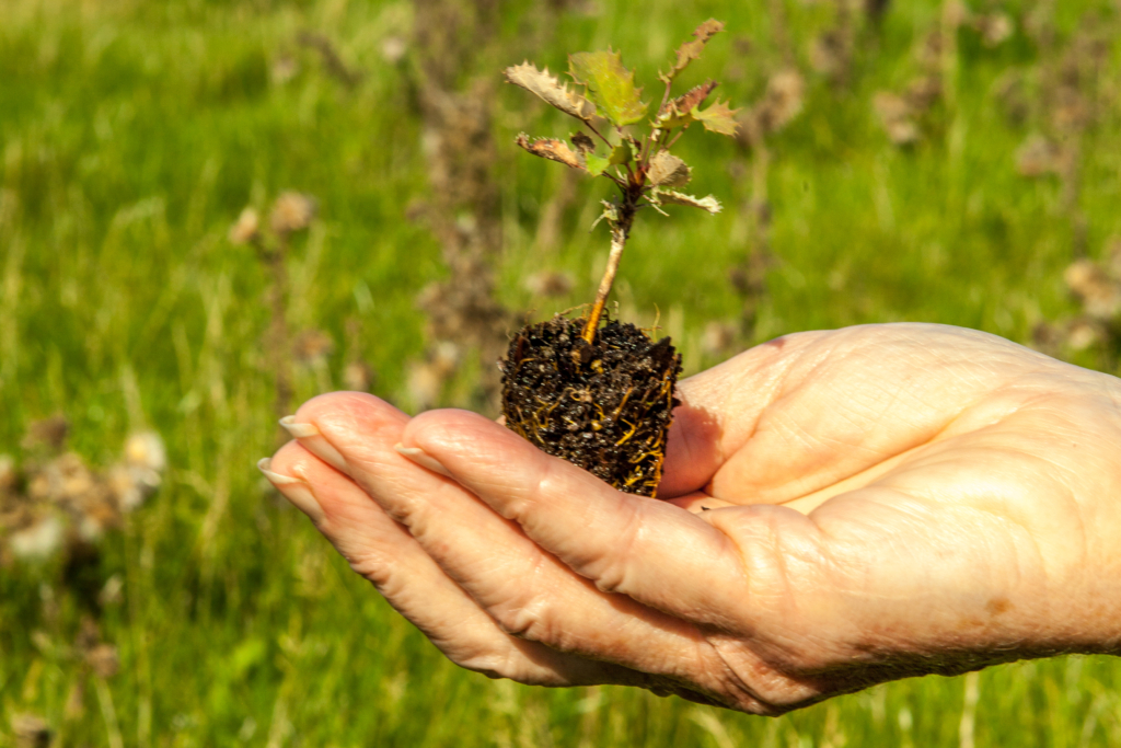 The magic of trees and why we need more of them - Avon Needs Trees