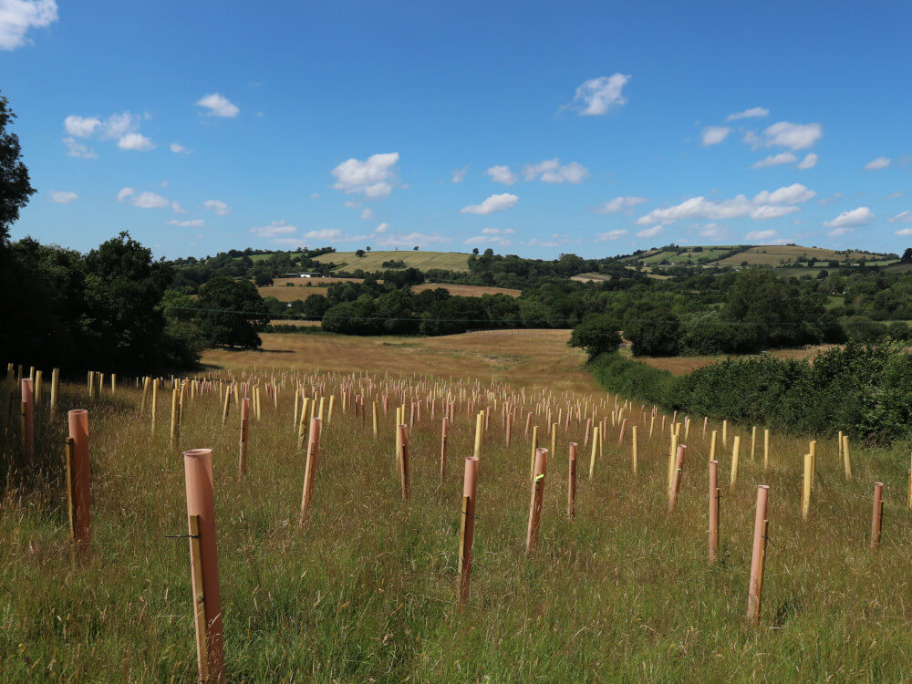 Our exciting new project: Landscape Recovery in the Lower Chew - Avon ...