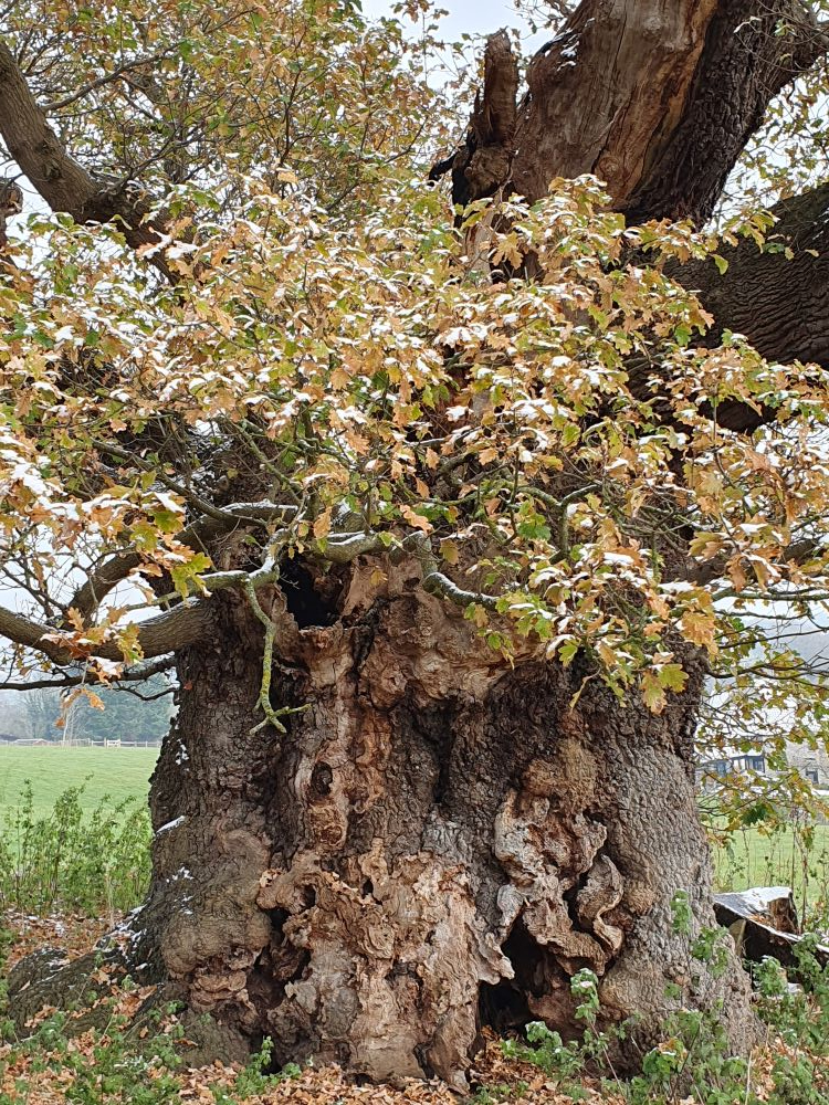 Online event - Stories Under the Ancient Oak - Avon Needs Trees
