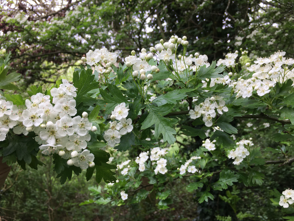 Spring Tree Identification Walk at Great Avon Wood - Avon Needs Trees