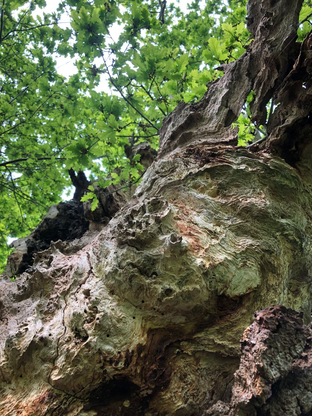 Veteran Trees: What are they and why are they so important? - Avon ...