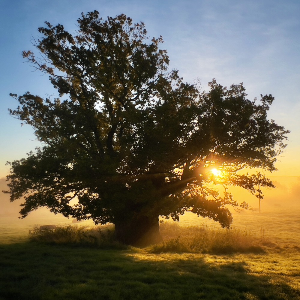 We have some sad news - Avon Needs Trees