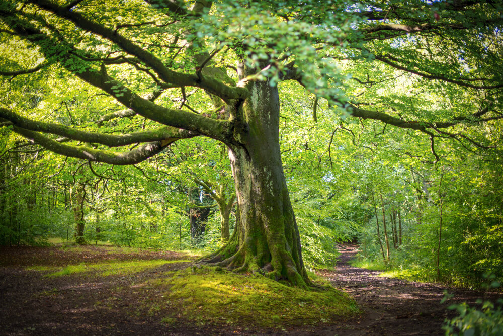 Dedicate a tree in memory - Avon Needs Trees
